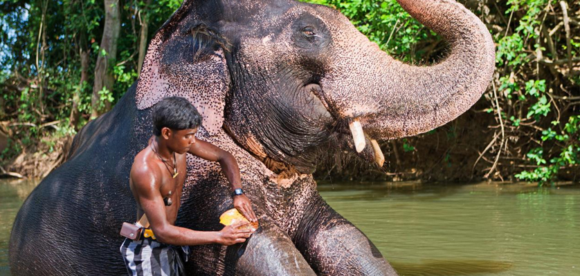Jaipur Elephant Village Tour